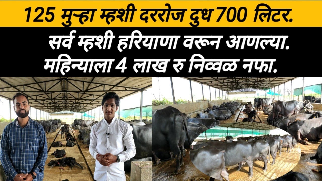 125 म्हशी,दररोज दुध 700 लिटर, महिन्याकाठी निव्वळ नफा 4 लाख रुपये, दुग्ध व्यवसाय:Buffalo rearing ...