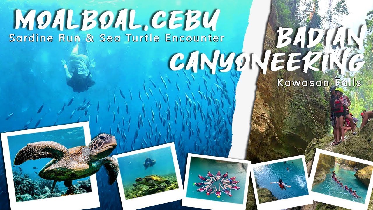 Moalboal, Cebu, Philippines Sardine Run & Sea Turtle Encounter + Badian ...