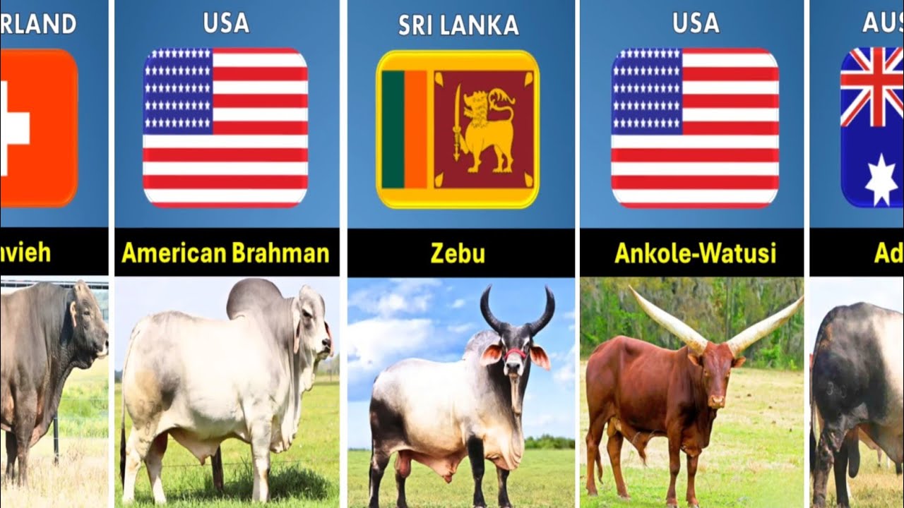 Cattle Breeds From Different Countries || Bull From Different Countries ...