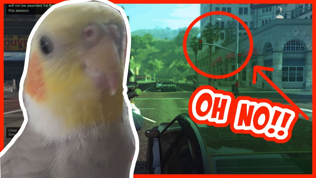 Cockatiel Roast Franklin YEE YEE ASS haircut 101% real no clickbait ...