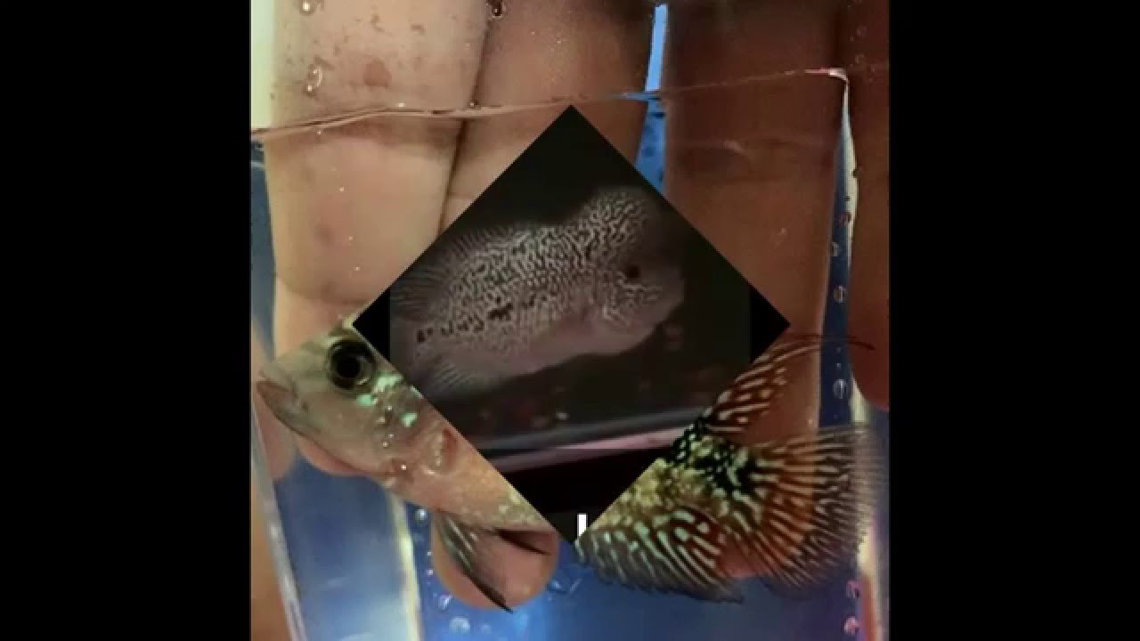 Christmas Best ever NEW king kamfa flower horn fish FROM FELIX PANG ...