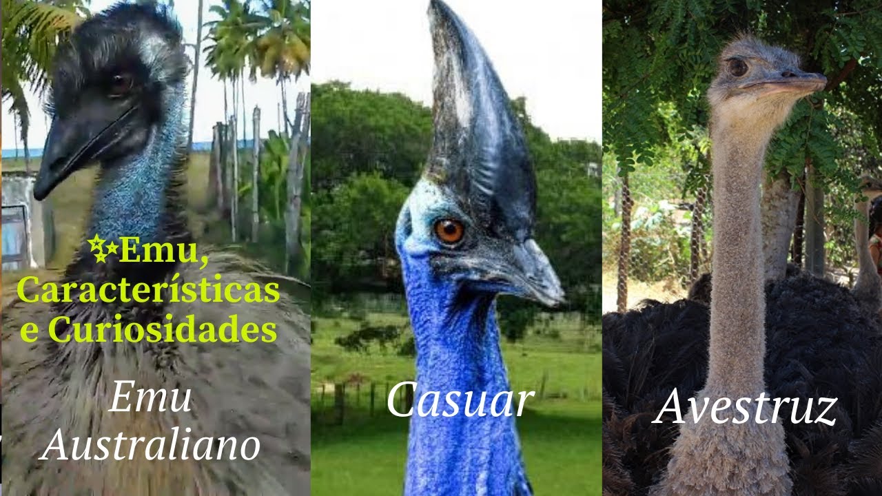 EMU AUSTRALIANO, CARACTERÍSTICAS E CURIOSIDADES - SEMELHANÇA DO EMU COM ...