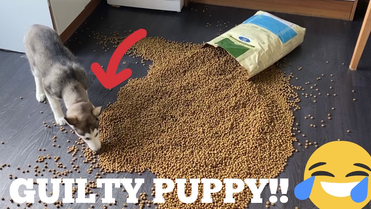 Guilty Husky Puppy Steals ALL Her Dog Food!!! [TRY NOT TO LAUGH!] - YouTube