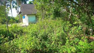 Every Patch of Overgrowth We Cleared Slowly Brought This Forgotten House Back to Life
