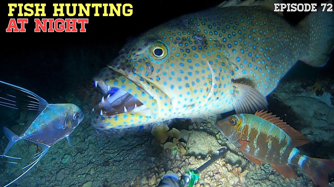 NIGHT SPEARFISHING EPISODE 72 | FISH HUNTING AT NIGHT - YouTube