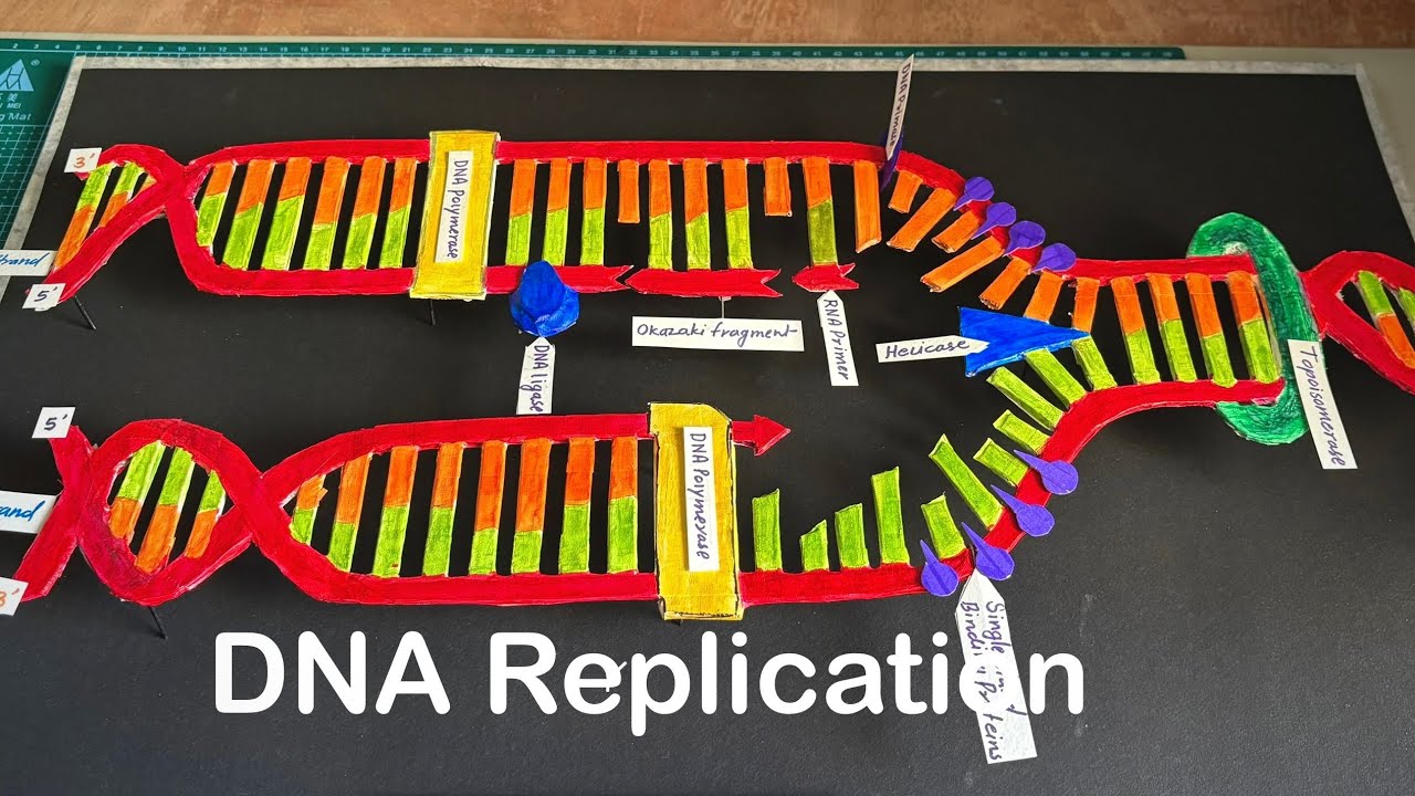 DNA Replication 2d model (ideas for project about DNA Replication Nakul ...