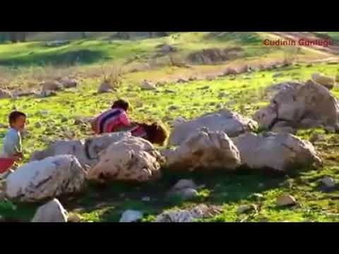 Kaval çoban yayla koyun 