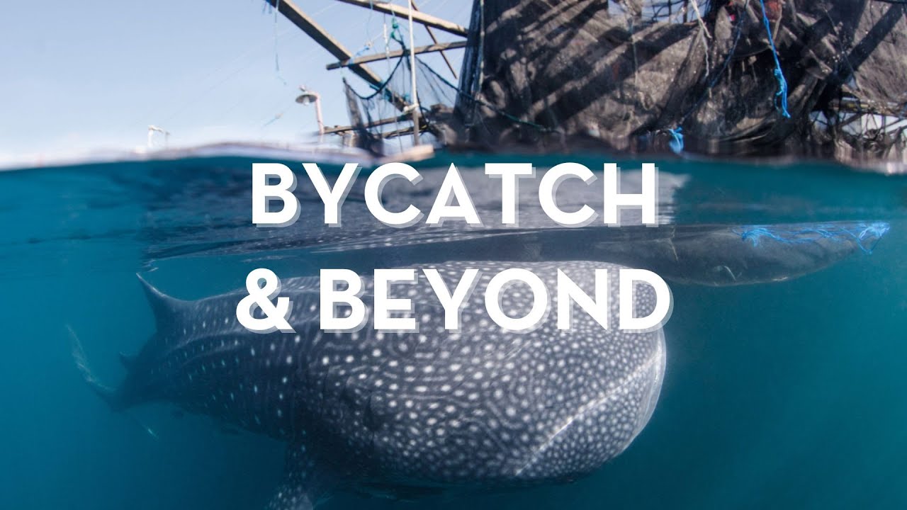 DISCOVER OUR PURE OCEAN 2024 PROJECTS : BYCATCH & BEYOND - YouTube