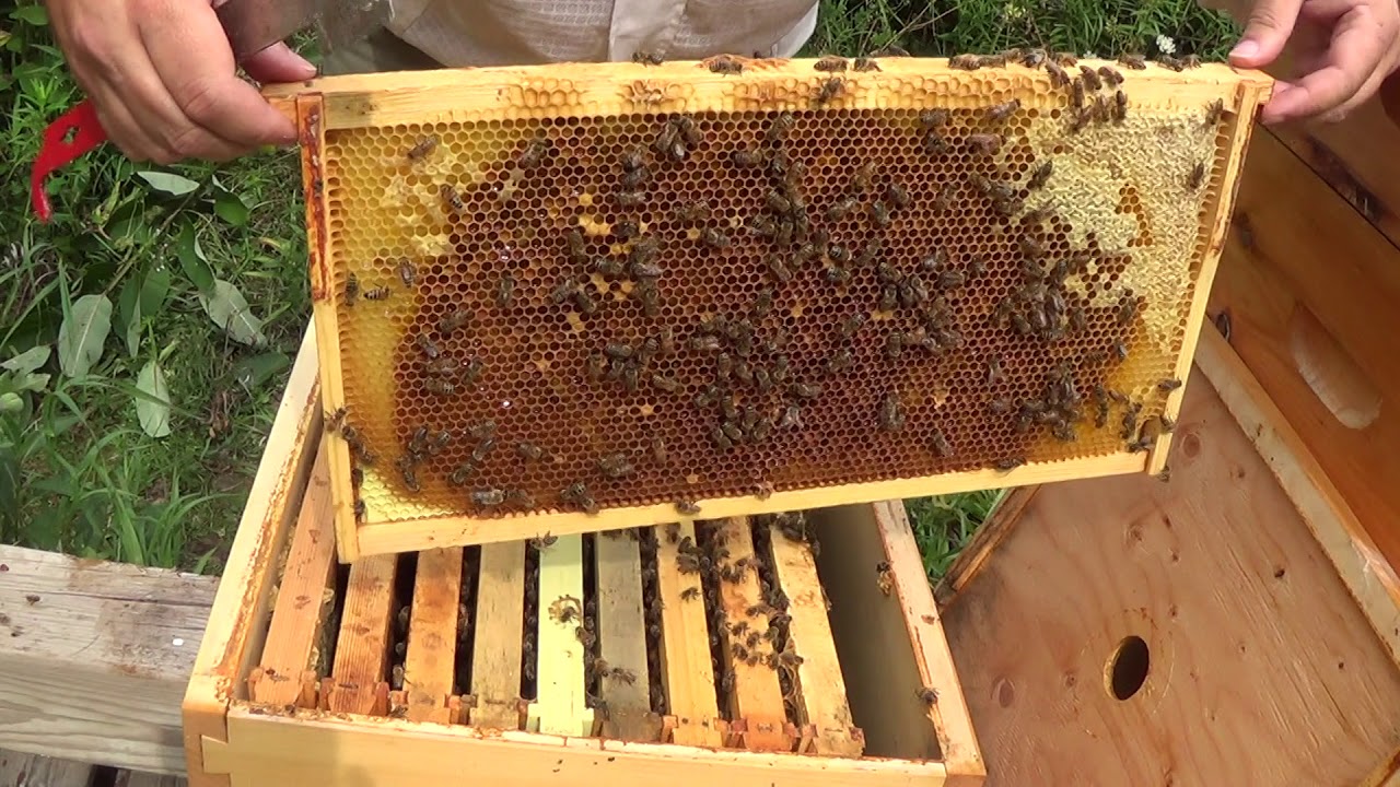 Beekeeping Queenless! Now What? - YouTube