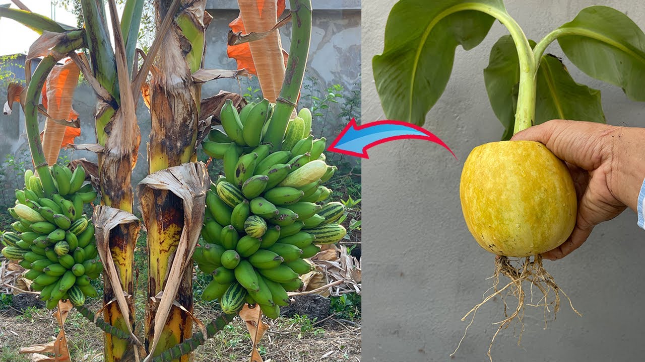 How to propagate Banana tree with cucumber from cutting-crafting idea ...