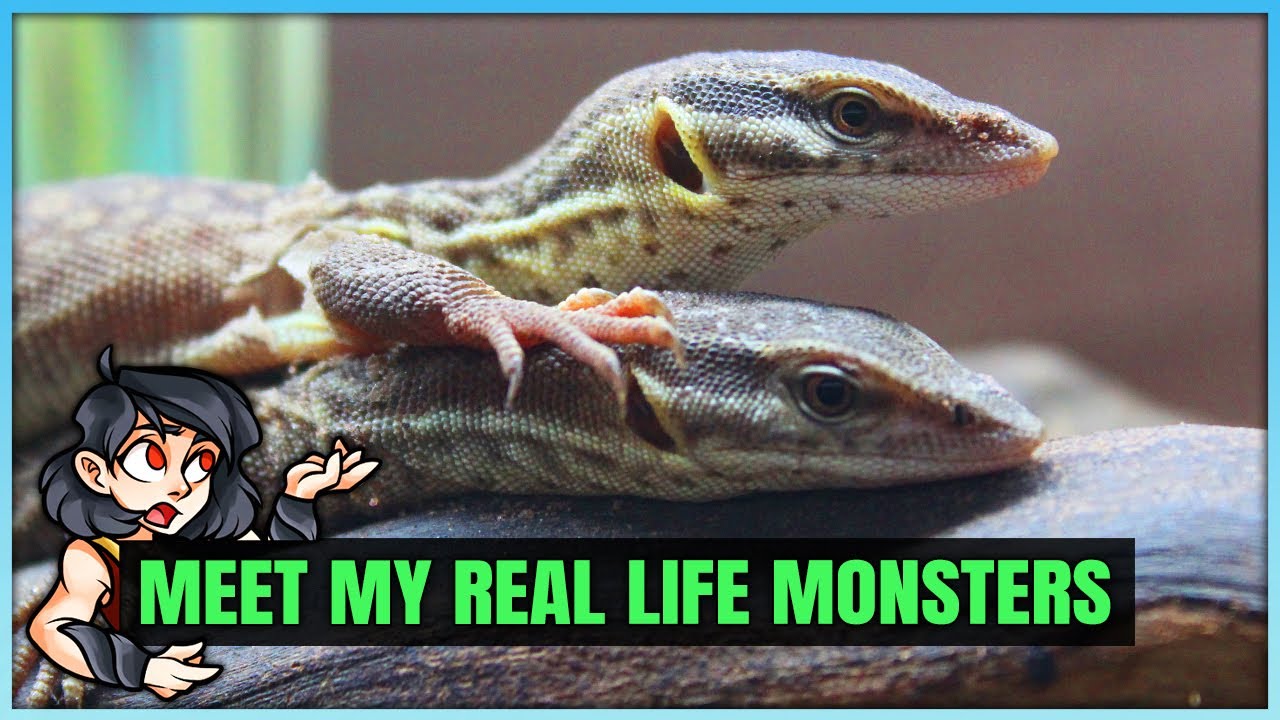 Every Single Pet Reptile That I Own - Monsters in Real Life! (Animal ...