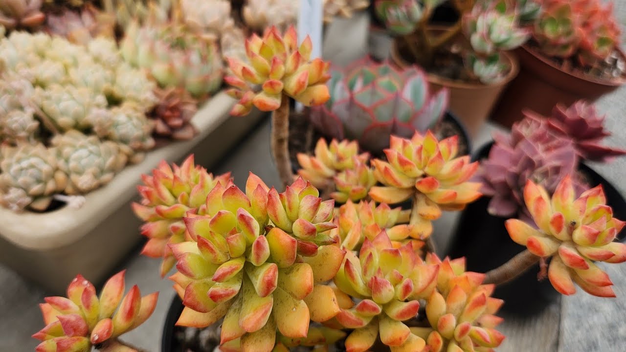 Suculentas coringa, aquelas que dão vida as nossas coleções, coloridas ...