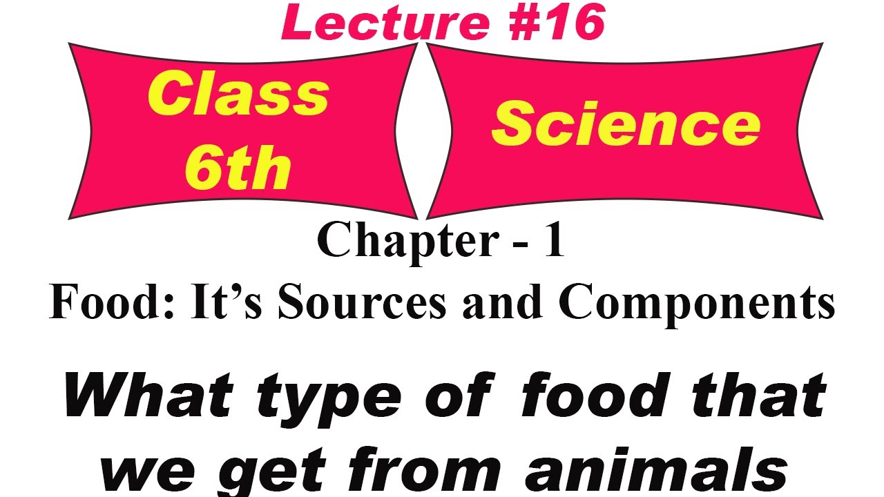 what type of food that we get from animals | Food: Its Sources and ...