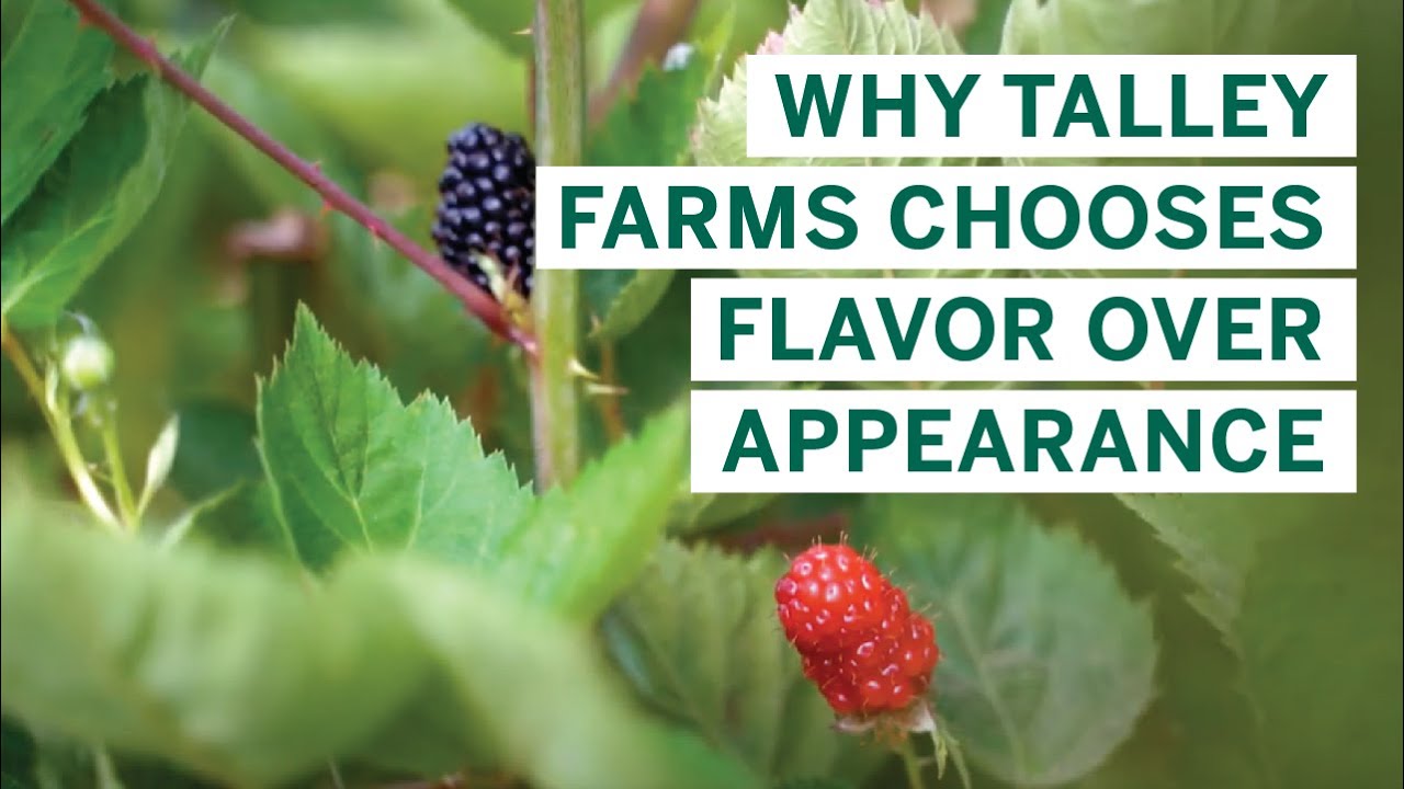 Why Talley Farms Chooses Flavor Over Appearance - YouTube
