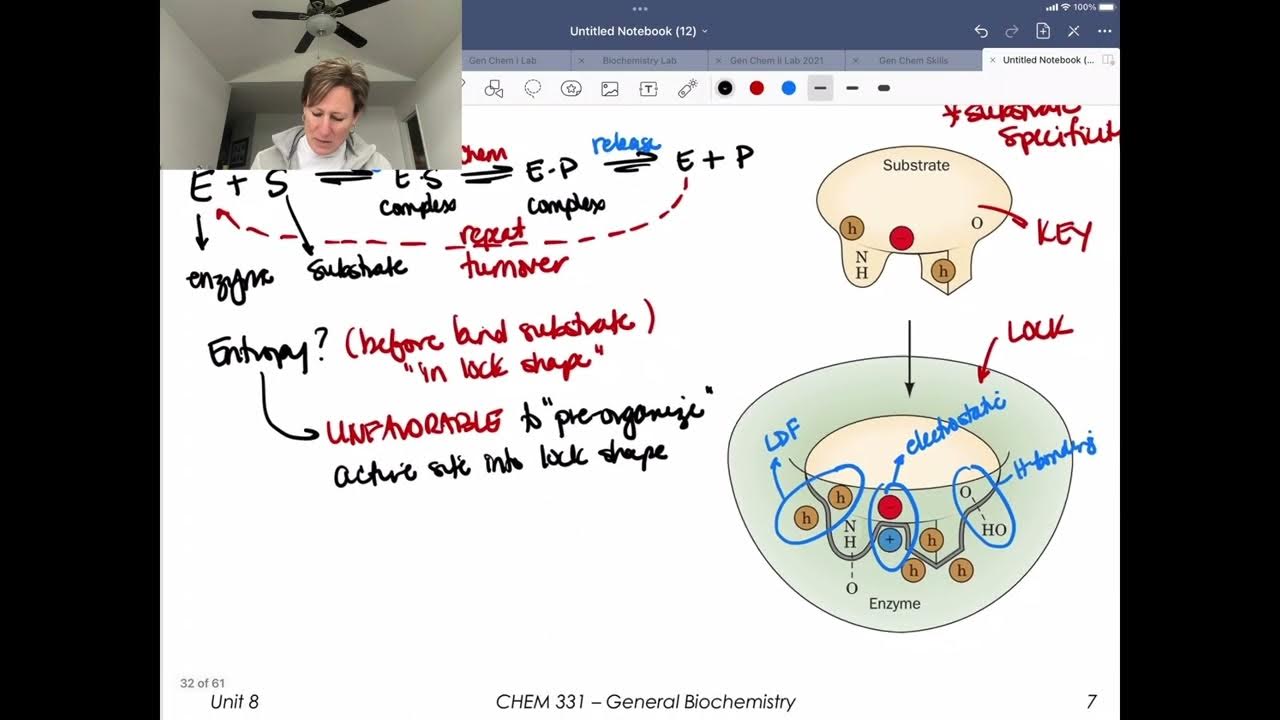 How do Enzymes Work (Lock and Key Model) - YouTube
