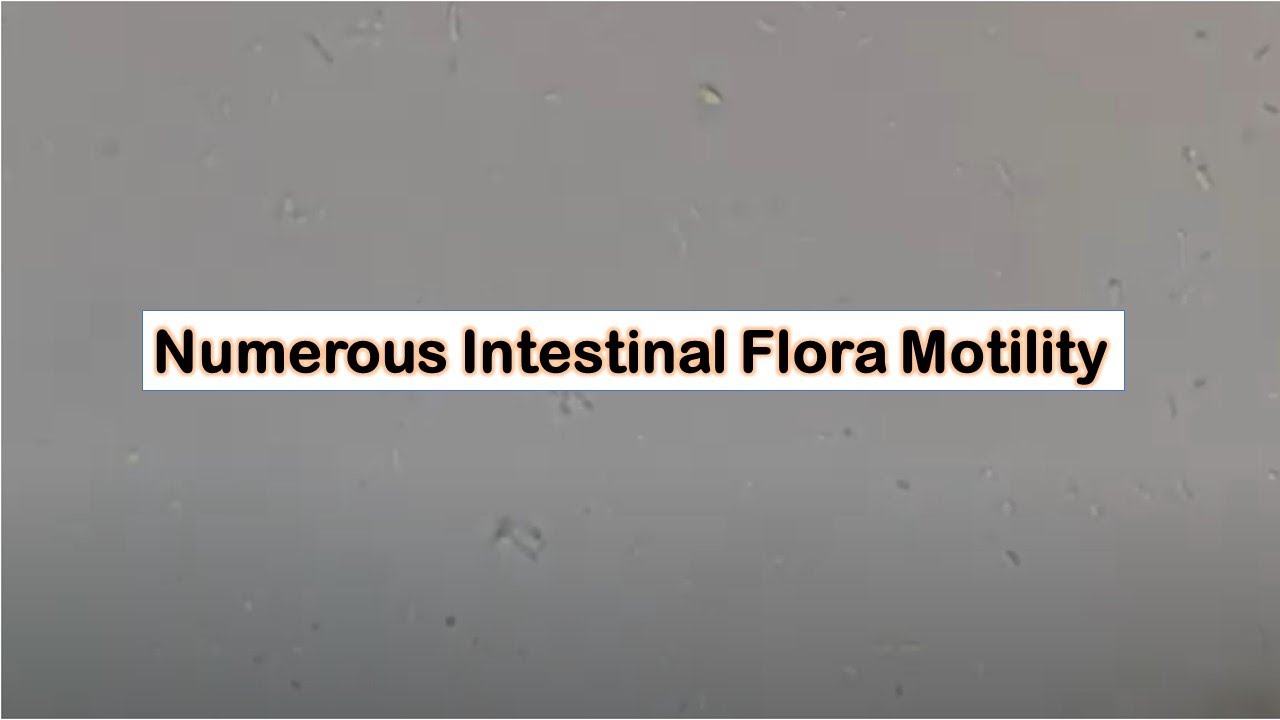 Numerous Intestinal Bacterial Normal Flora Motility - YouTube