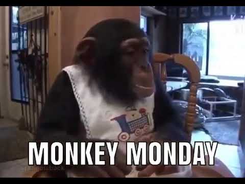 Monkey Monday Meme - YouTube