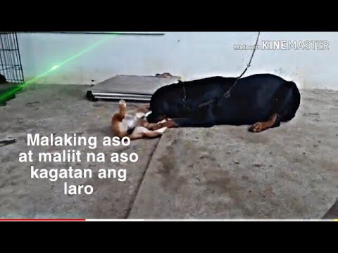 Malaking aso at maliit kagatan ang laro - YouTube