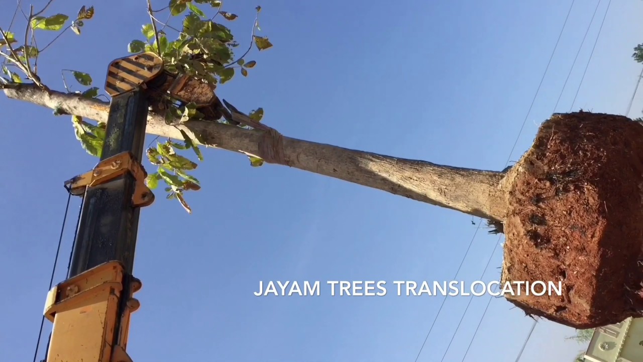 Teak trees transplant in Bangalore| Tree relocation in Karnataka ...