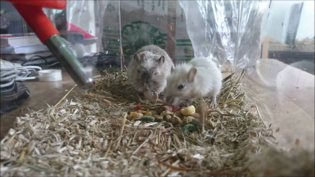 Pairing up gerbils / gerbils koppelen - YouTube