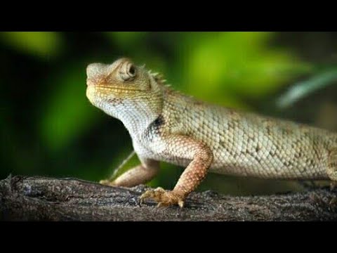 gujarati chameleon, kachindo - YouTube