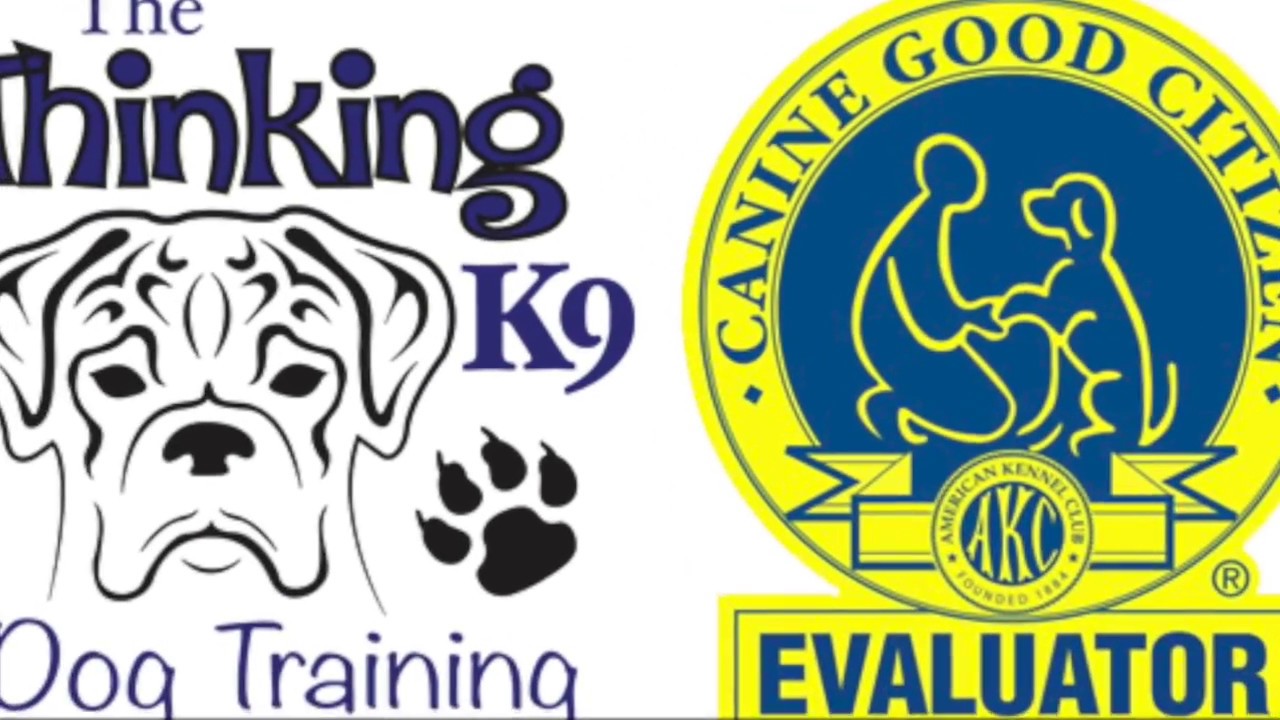 Canine Good Citizen Evaluation - YouTube