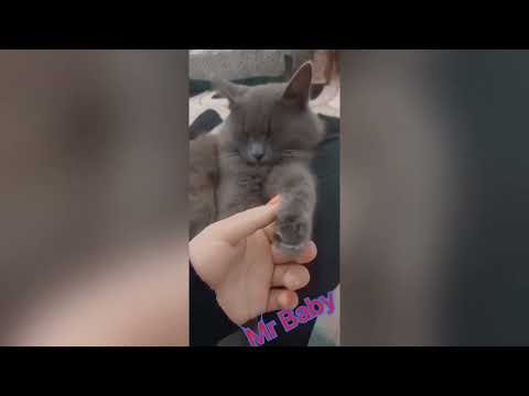 Sirin pisik video.Sevimli ev pisikleri.Insanlar ve pisikler.Cox sirin pisik video.Yatan pisik video