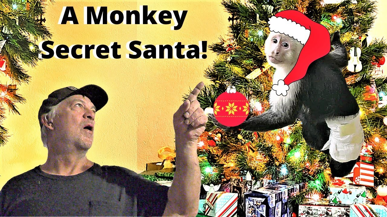 UNEXPECTED CHRISTMAS! | Monkey Surprise! | Capuchin Monkey - YouTube