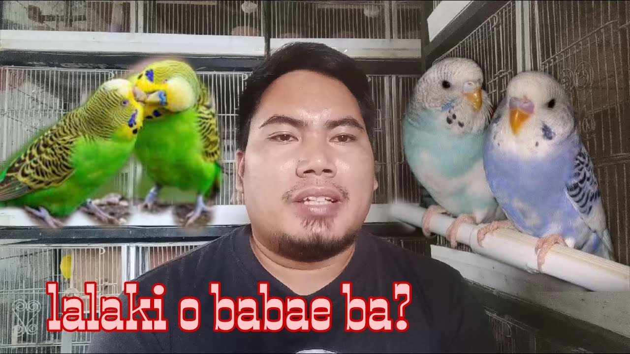 How To Gender Parakeet Lovebirds Youtube