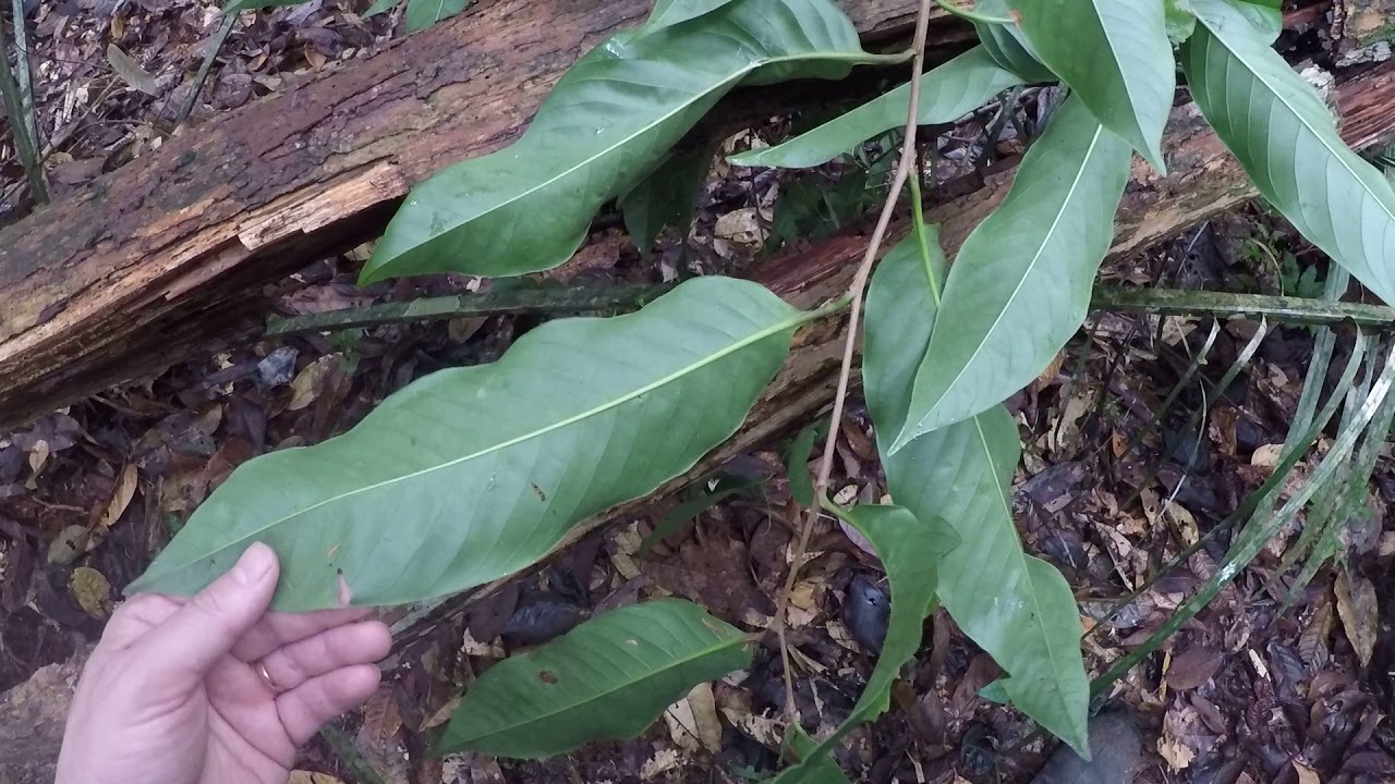 Amazon trees: Allantoma decandra (Lecythidaceae) - YouTube