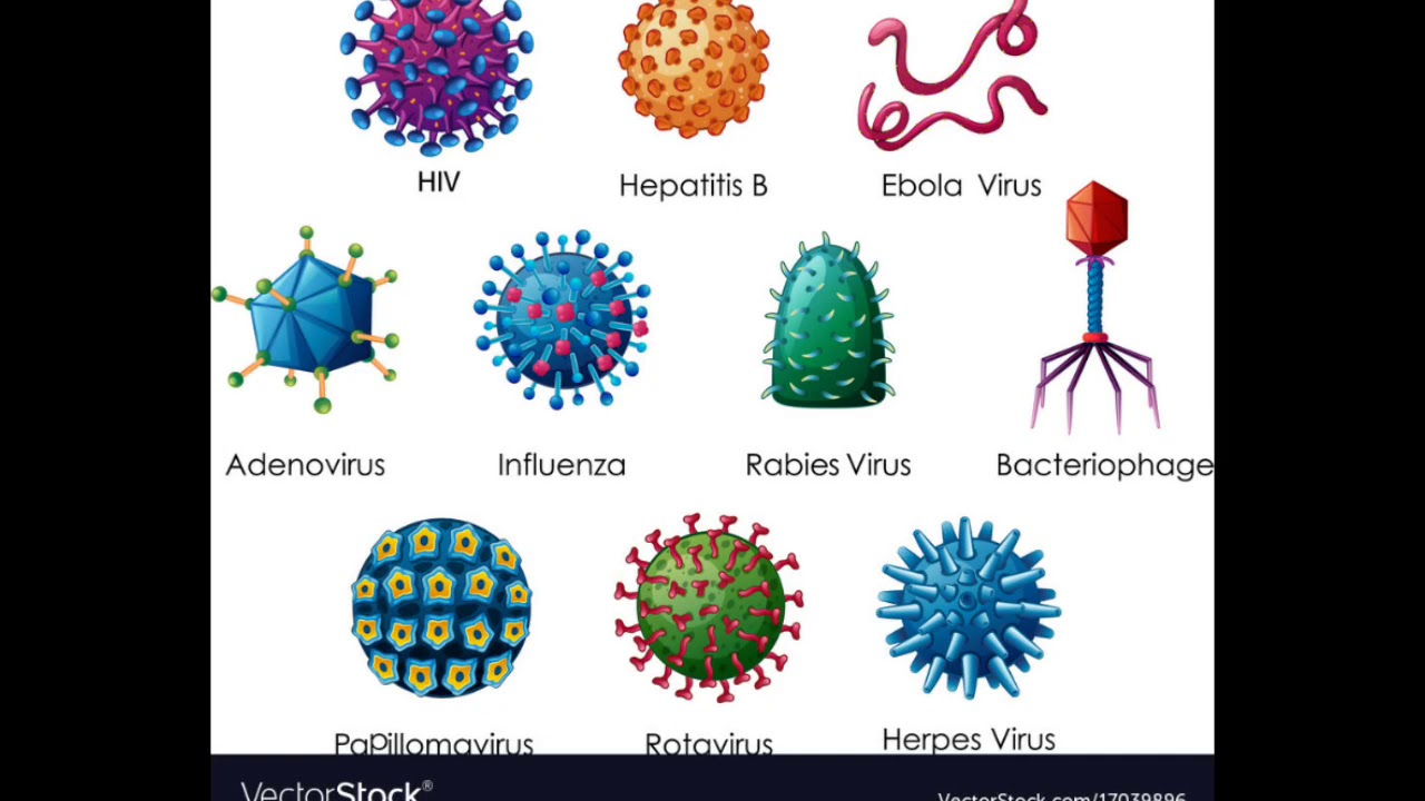 Different Types Of Virus YouTube different-types-of-virus-youtube