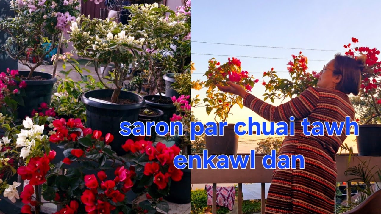 Saron par chuai tawh enkawl dan tur,House plant nung tle ser a ...