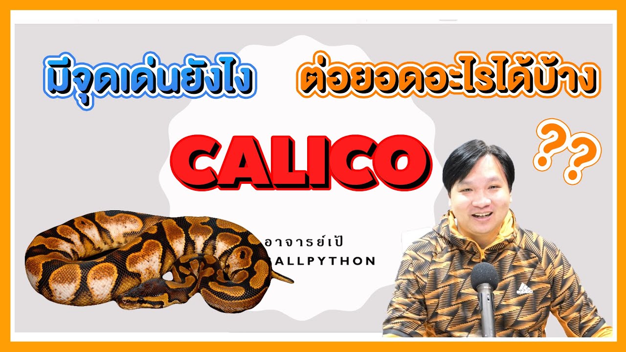 Calico มีลักษณะเด่นยังไง ผสมกับ morph อะไรได้บ้าง !? - YouTube
