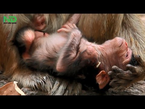 Oh God Blesses !!Sad Newborn Baby Monkey Losing Spot, Nature Daily