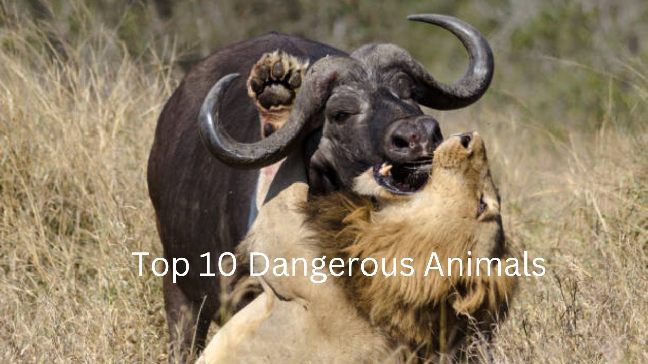 Top 10 Most Dangerous Animals that can kill in few minutes. - YouTube