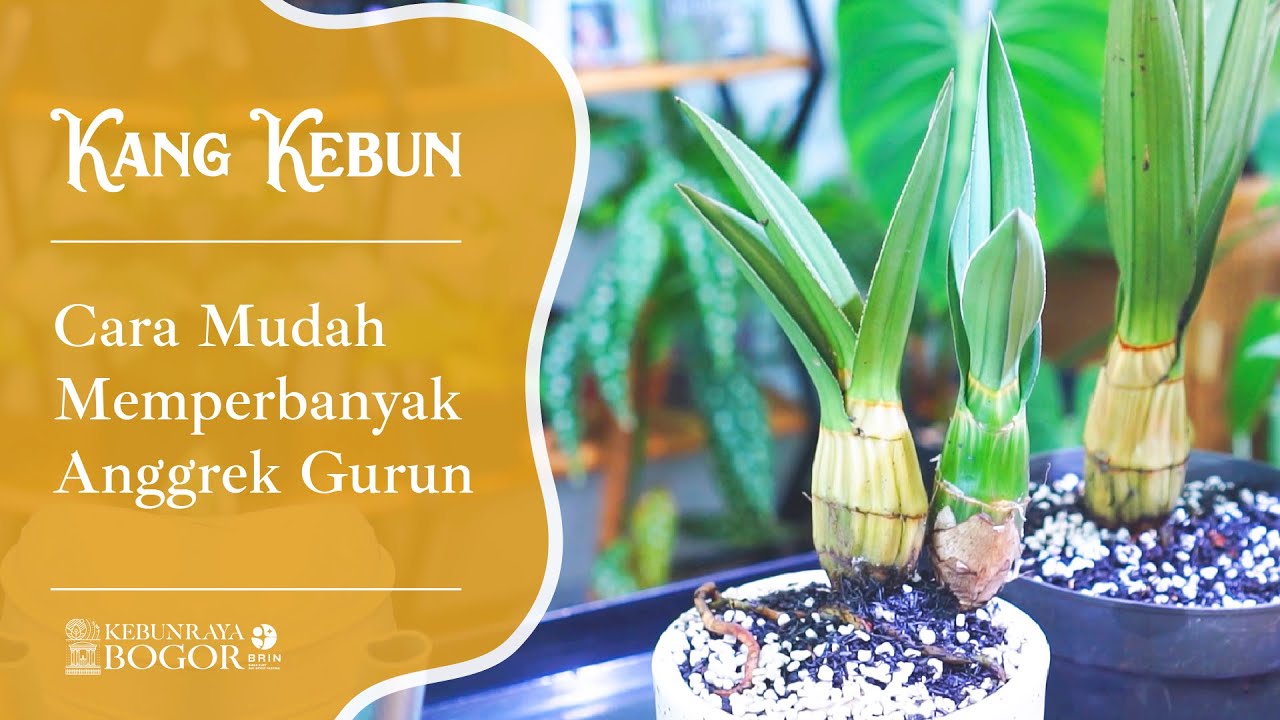 Kebun Raya Bogor - Kang Kebun: Cara Mudah Memperbanyak Anggrek Tanah ...