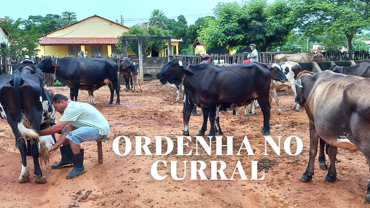 ORDENHA MANUAL DE VACAS | RAIZES DO REI - YouTube