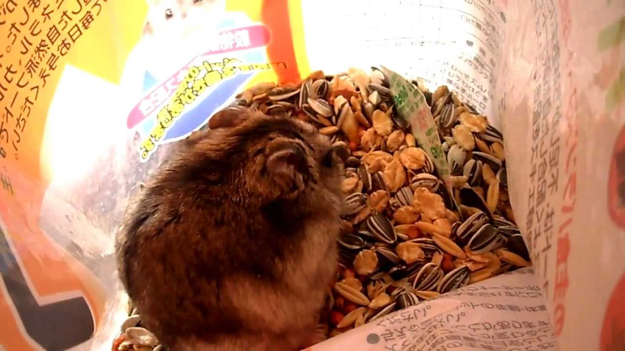 Normal winter white - YouTube