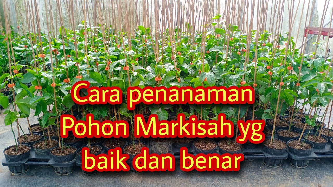 CARA PENANAMAN POHON MARKISA YG BAIK DAN BENAR - YouTube