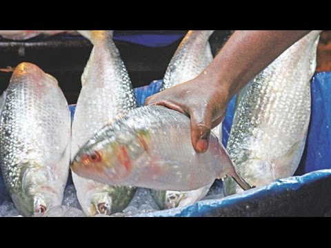 DUM DUM FISH MARKET - YouTube