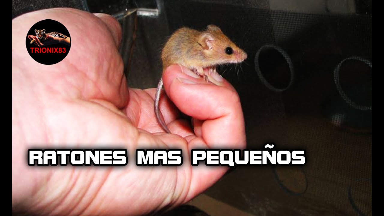 EL RATON MAS PEQUEÑO DEL MUNDO ¿Cuáles son los Roedores mas pequeños ...