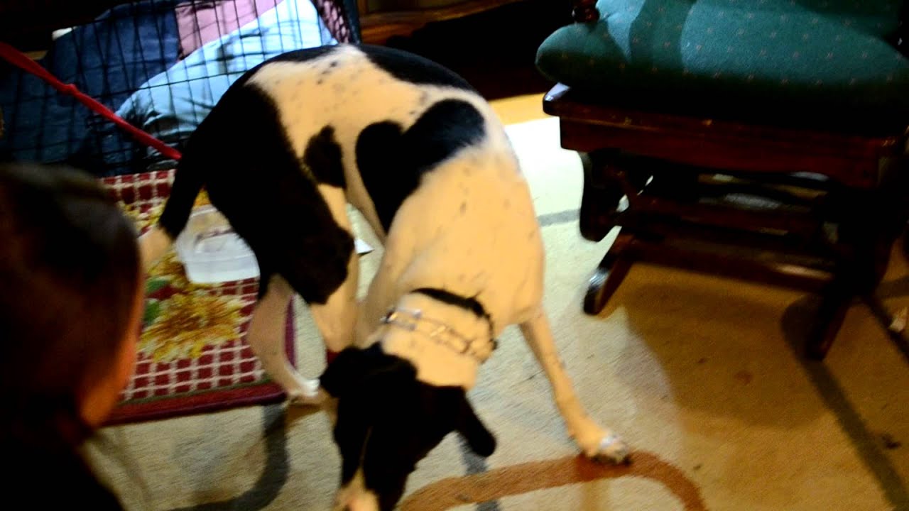 Dog gets tangled in leash - YouTube