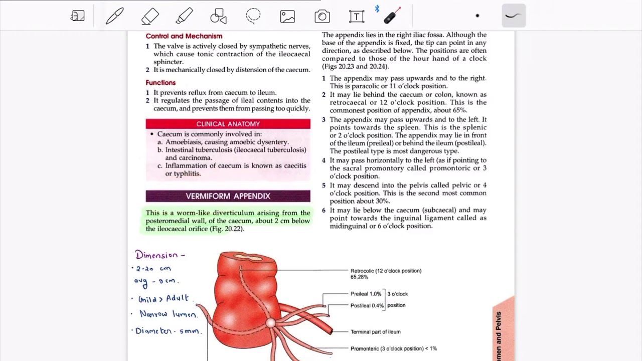 Vermiform appendix Positions. ( Part 1 ) - YouTube