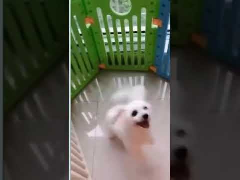 # Shorts 🤣Funny dog compilation 🤣 Try not to laugh - YouTube