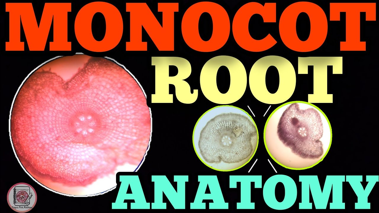 Monocot root anatomy | T.S of monocot root | Monocot root diagram ...