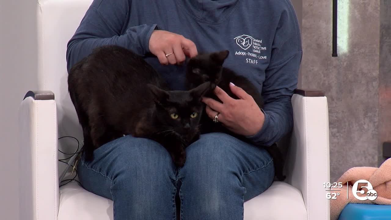 Cleveland APL Pet of the Week: A mom and daughter cat duo! - YouTube