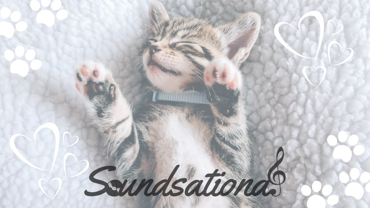 Calming Cats (Meditation and Relaxation) - YouTube