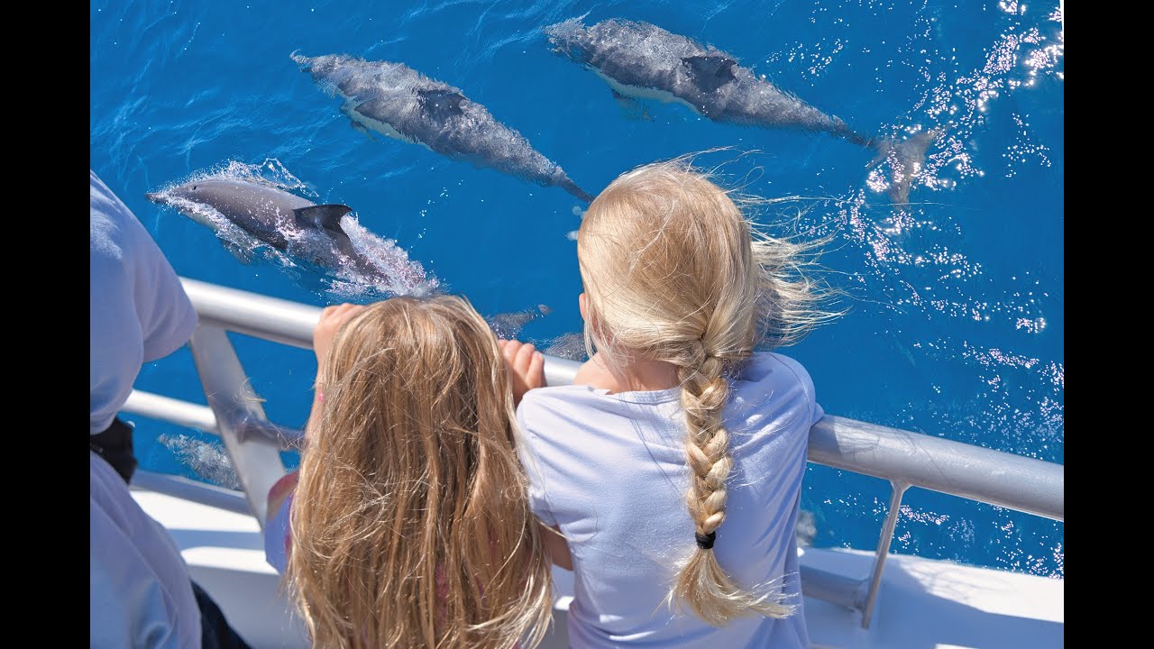 Tikapa Moana Whale & Dolphin Wildlife Cruise - full version - YouTube