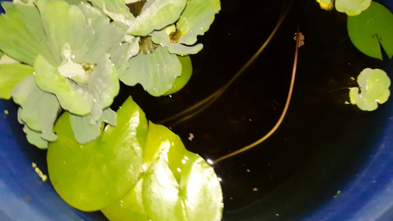 REPRODUZINDO LAMBARI ROSA EM BOMBONAS DE 240 LITROS - YouTube