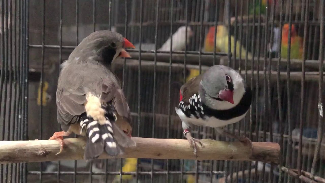 Zebra Finch jumbo and Diamond Firetail - YouTube